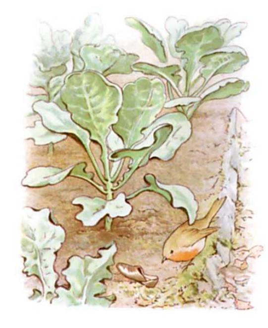 STORY TIME: The tale of Peter Rabbit